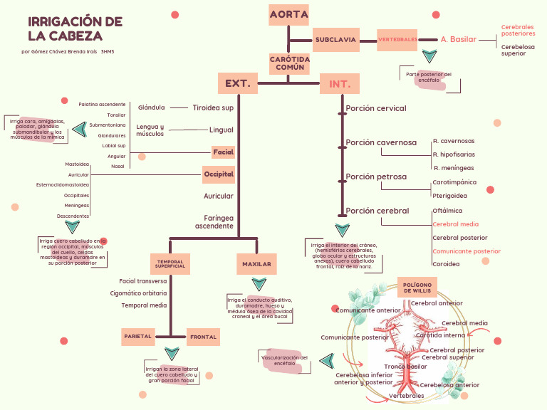 Irrigación de la Cabeza y Encéfalo | PDF | Cráneo | Nariz humana