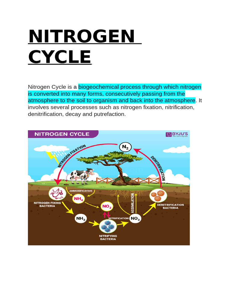 Nitrogen Cycle | PDF