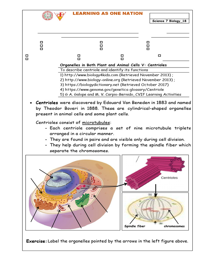 Science 7 Biology LAS 18 Organelles in Both Plant and Animal Cells V ...