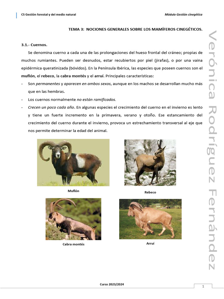 Morfología Externa de Mamíferos Cinegéticos | PDF | Ciervo | Reno