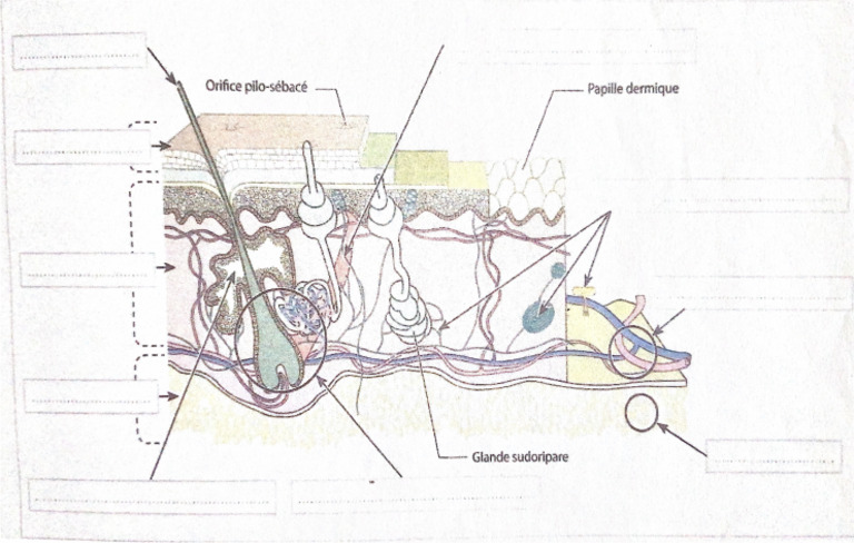 Schéma Follicule Pileux | PDF