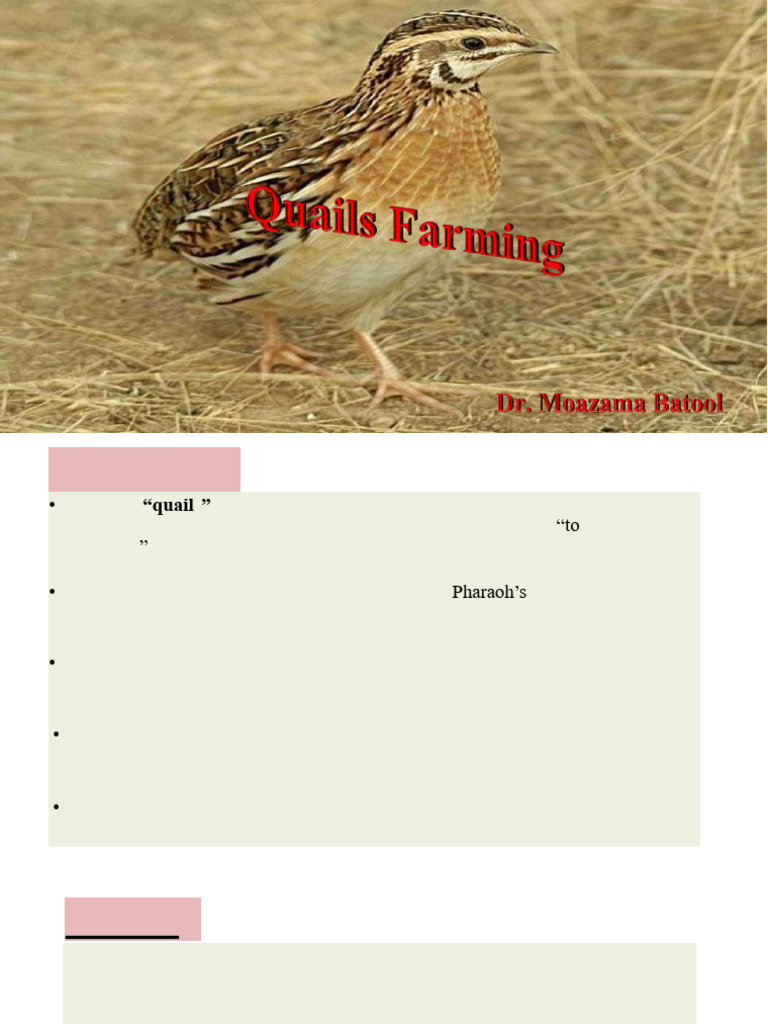 Quail Farming | PDF | Poultry | Chicken
