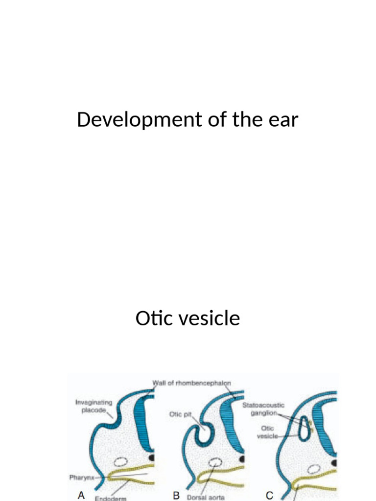 Ear Development: Anatomy & Anomalies | PDF