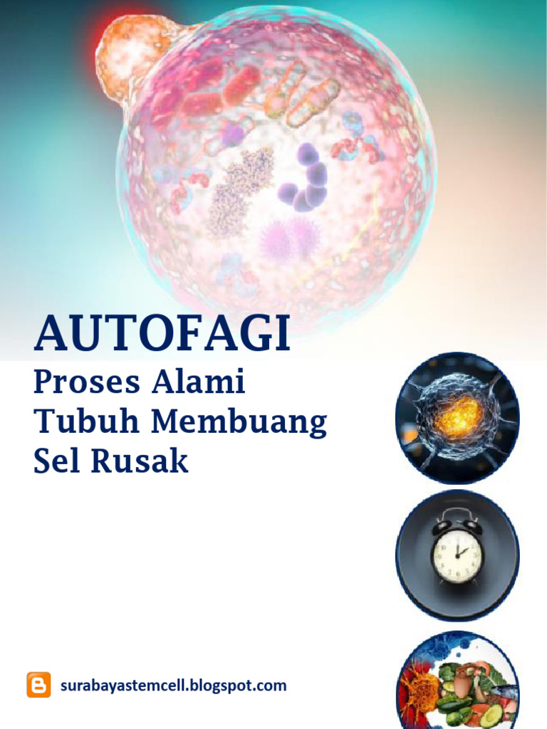 Autofagi dan Kesehatan Sel di Surabaya | PDF
