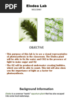 Elodea Photosynthesis Experiment Results | PDF | Cellular Respiration ...