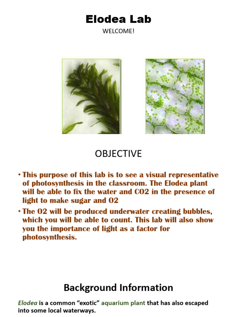 Effects of Light On The Elodea Plant - Biology | PDF | Photosynthesis ...