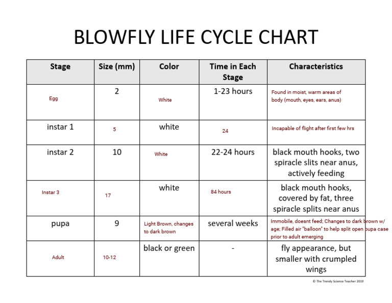 Kami Export - Nyla Scott - Bowfly Chart | PDF