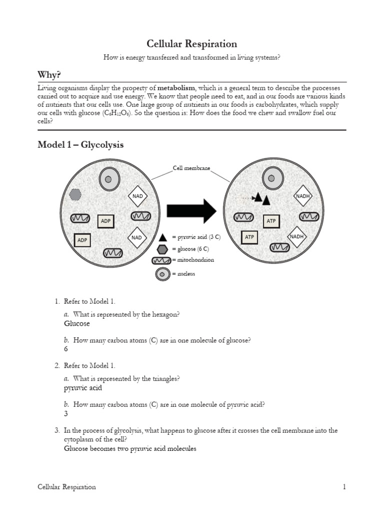 Understanding Cellular Respiration Process | PDF | Cellular Respiration ...