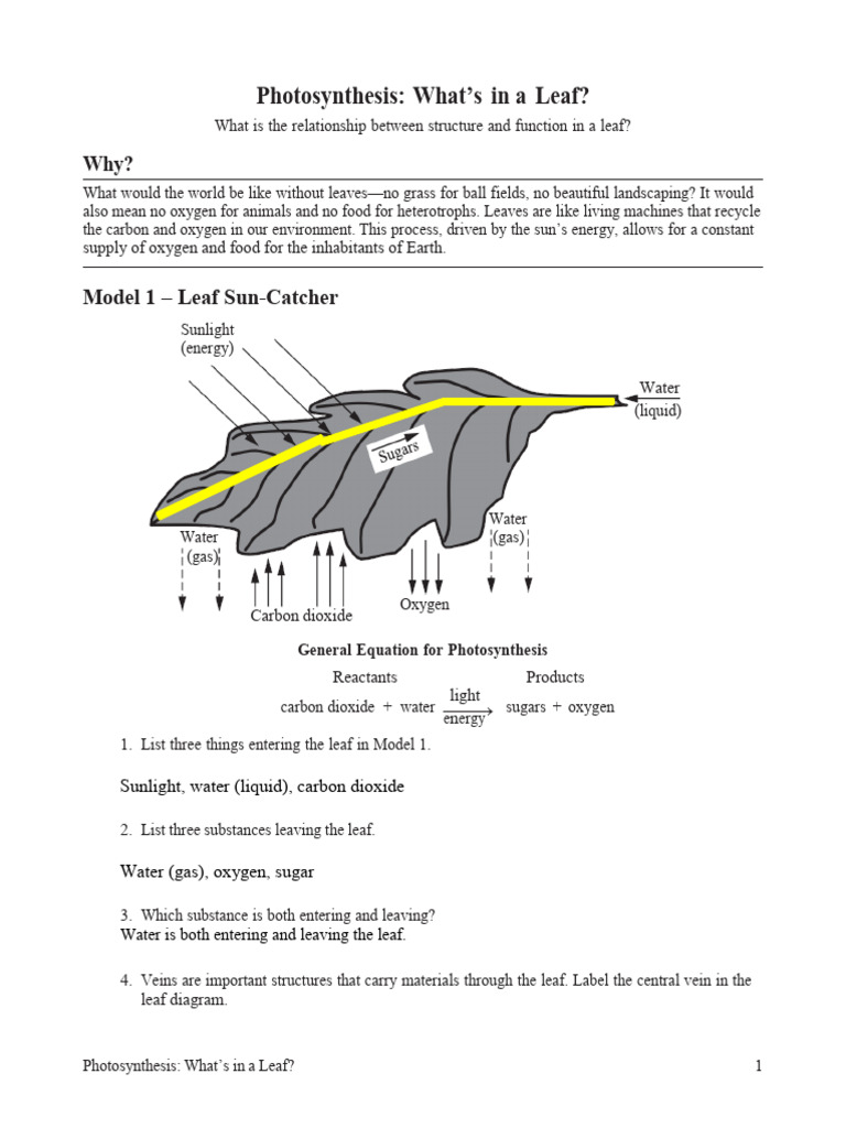 12 Photosynthesis-What - S in A Leaf-S | PDF | Leaf | Stoma