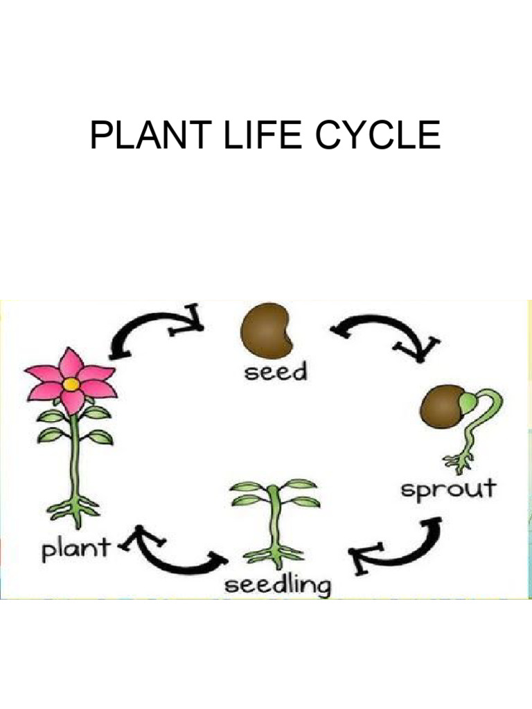 Plant and Animal Life Cycle | PDF