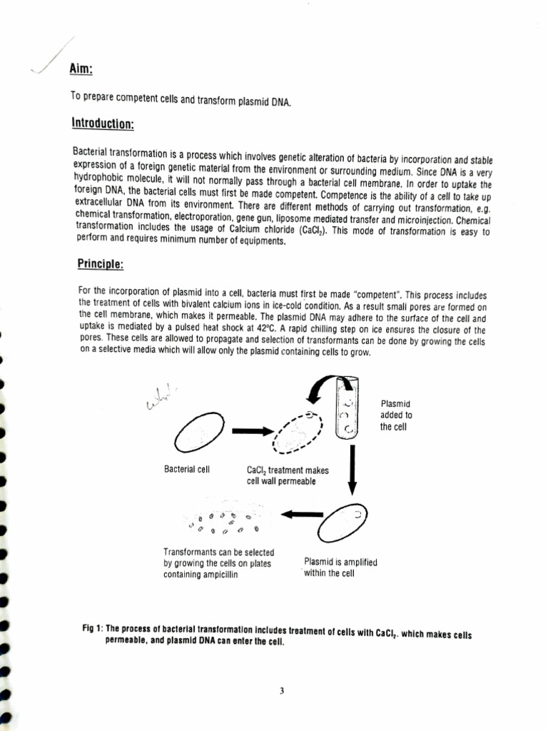 PFU Transformation and Gel Elution | PDF | Bacteriophage | Agarose Gel Electrophoresis