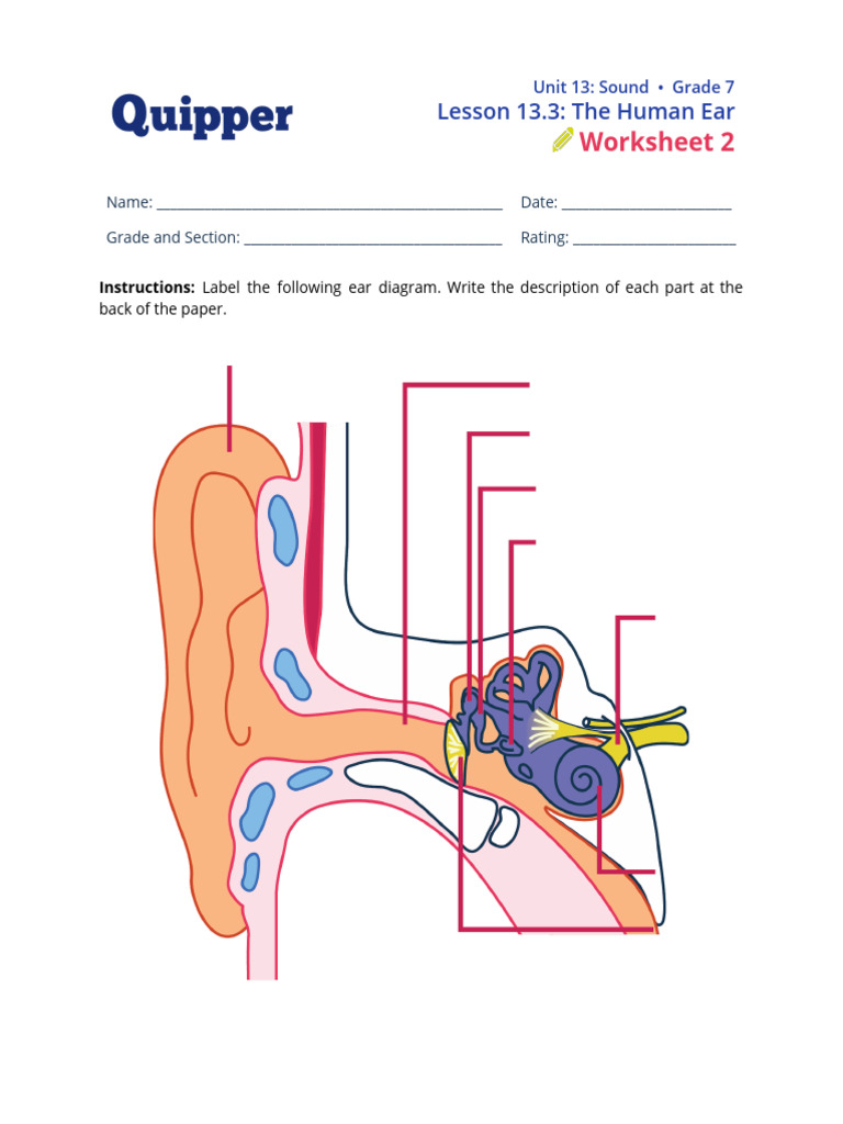 Worksheet 2: Lesson 13.3: The Human Ear | PDF