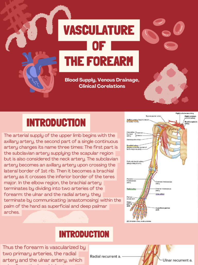 Tutorial 1 Vasculature of Forearm | PDF | Elbow | Hand