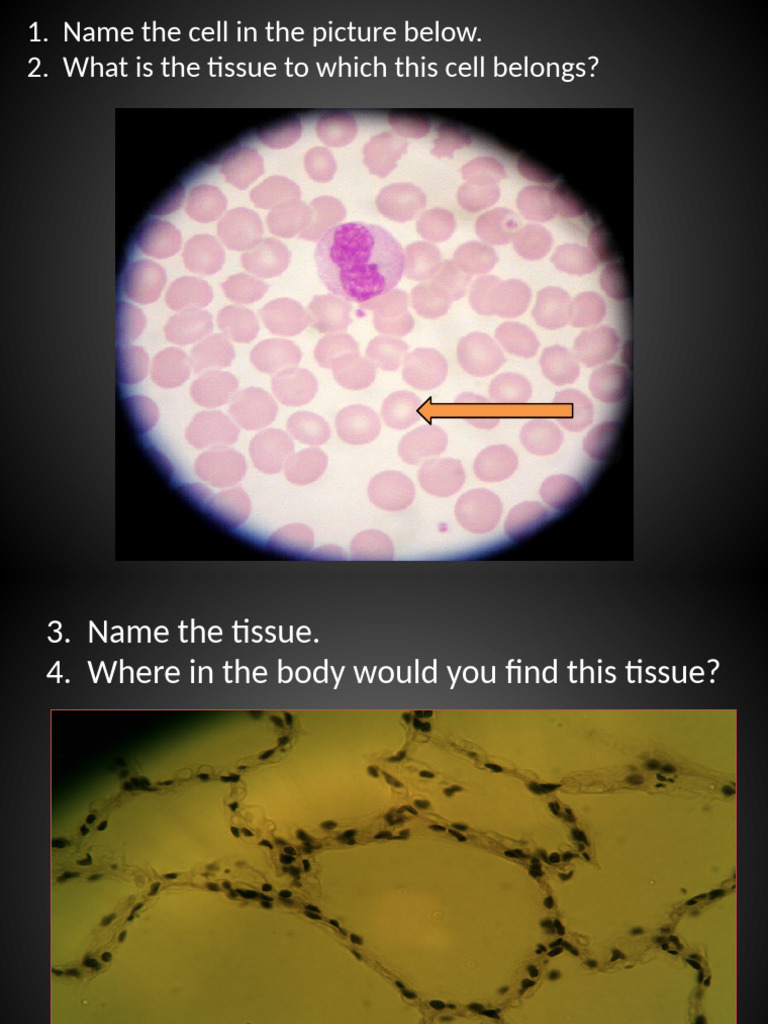 Tissue Identification and Functions Quiz | PDF