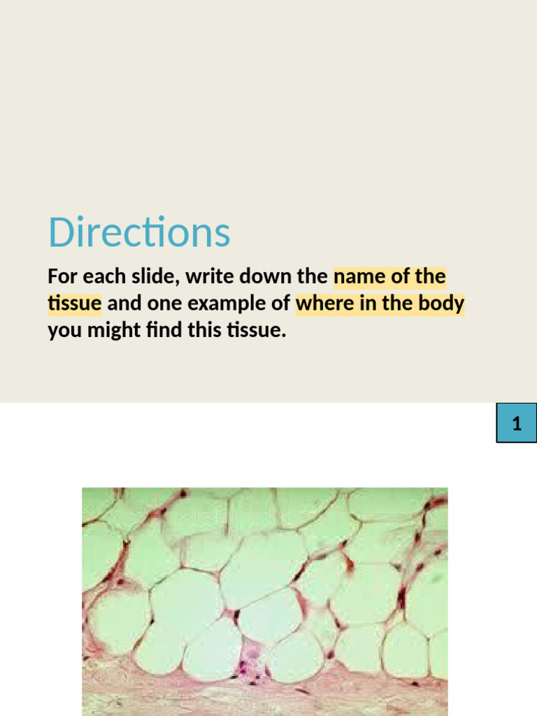 Connective Tissue Practice Slides | PDF