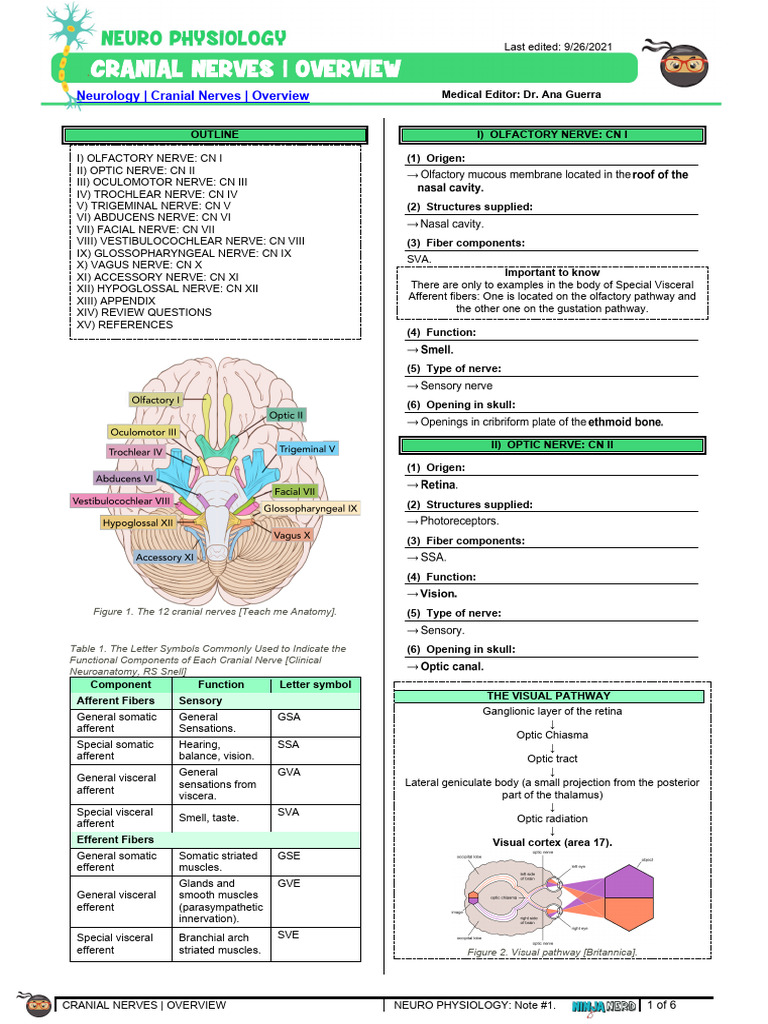 Cranial Nerves Overview Atf | PDF | Neuroscience | Primate Anatomy