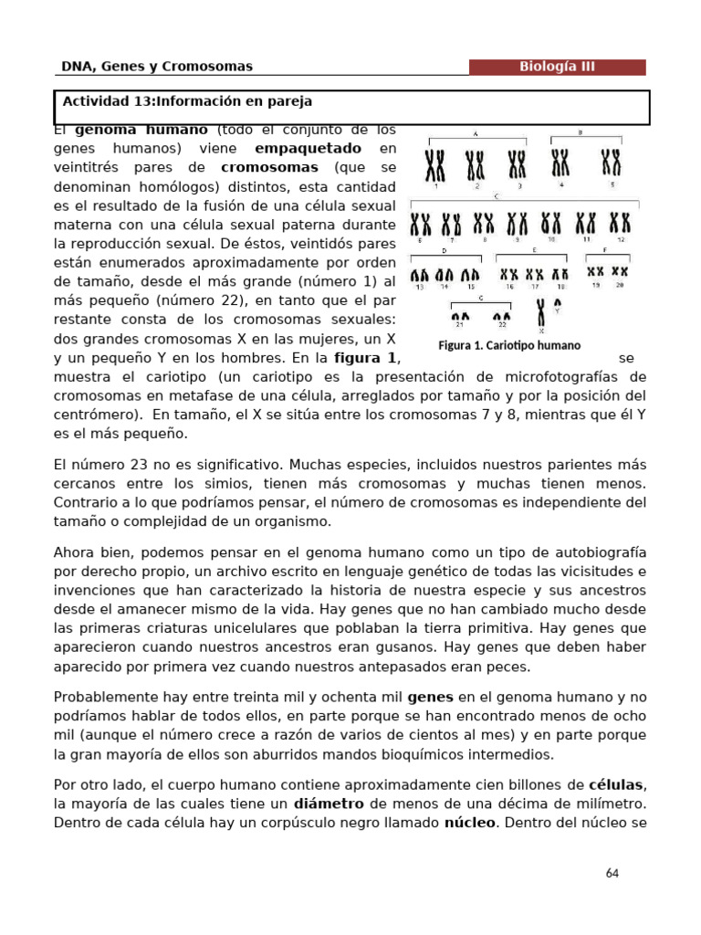 Actividad 13 | PDF | Cromosoma | Gene