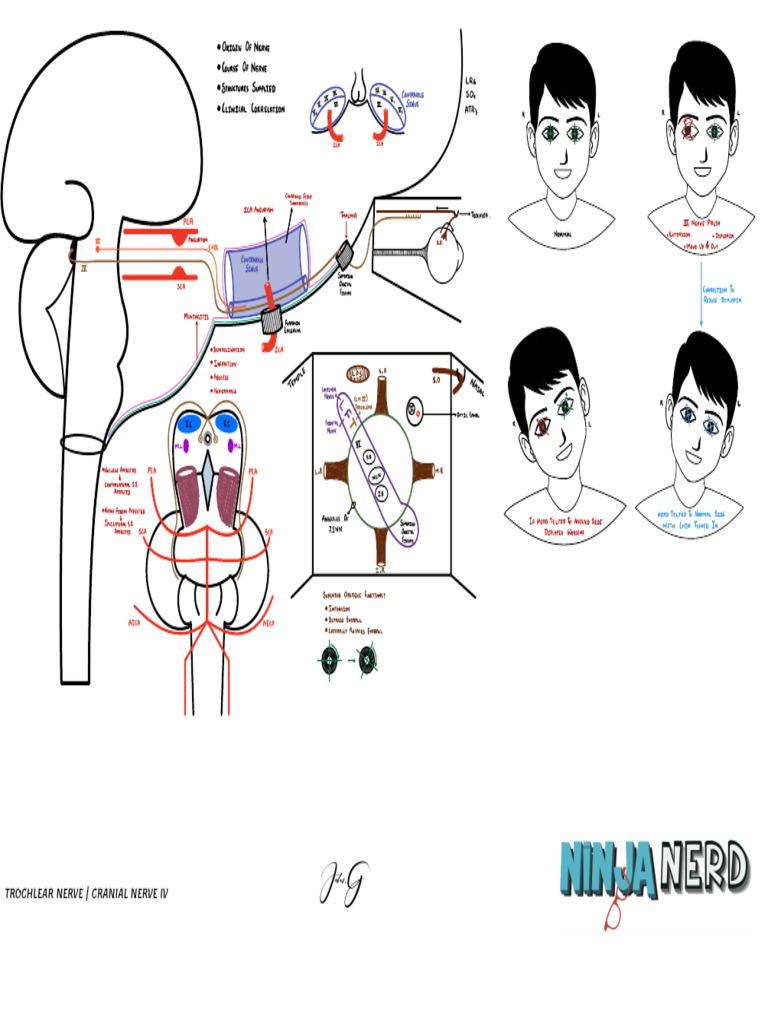 Cranial Nerves Trochlear Nerve Cranial Nerve Atf | PDF