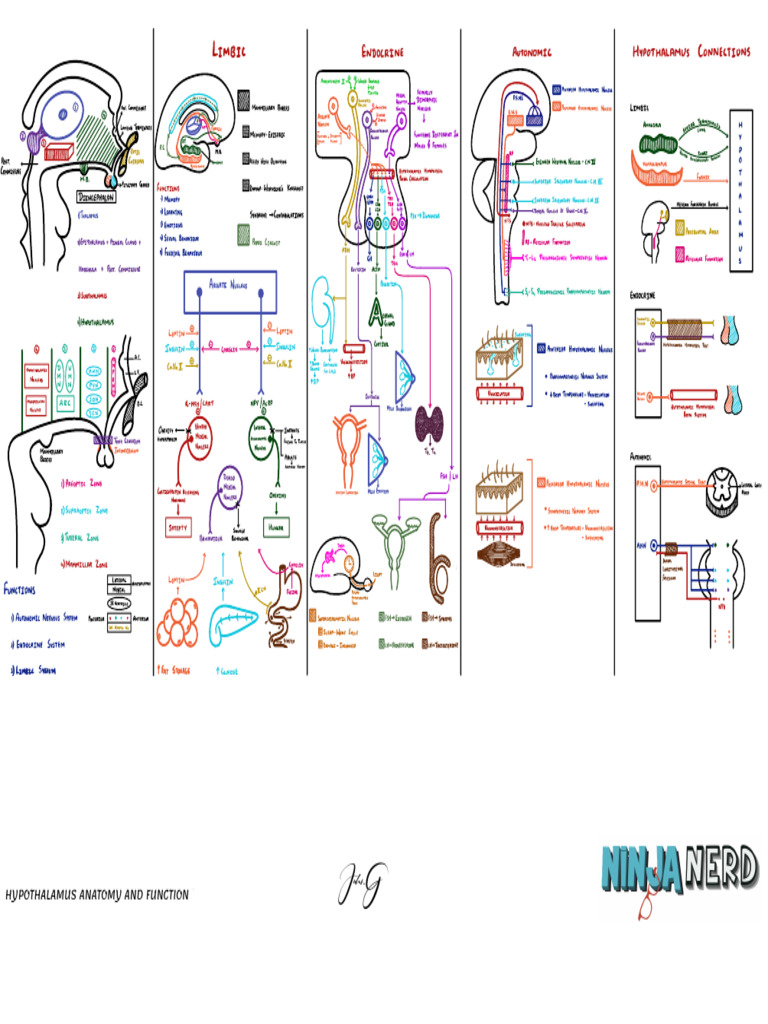 Brain Hypothalamus Anatomy Function Illustration Atf | PDF