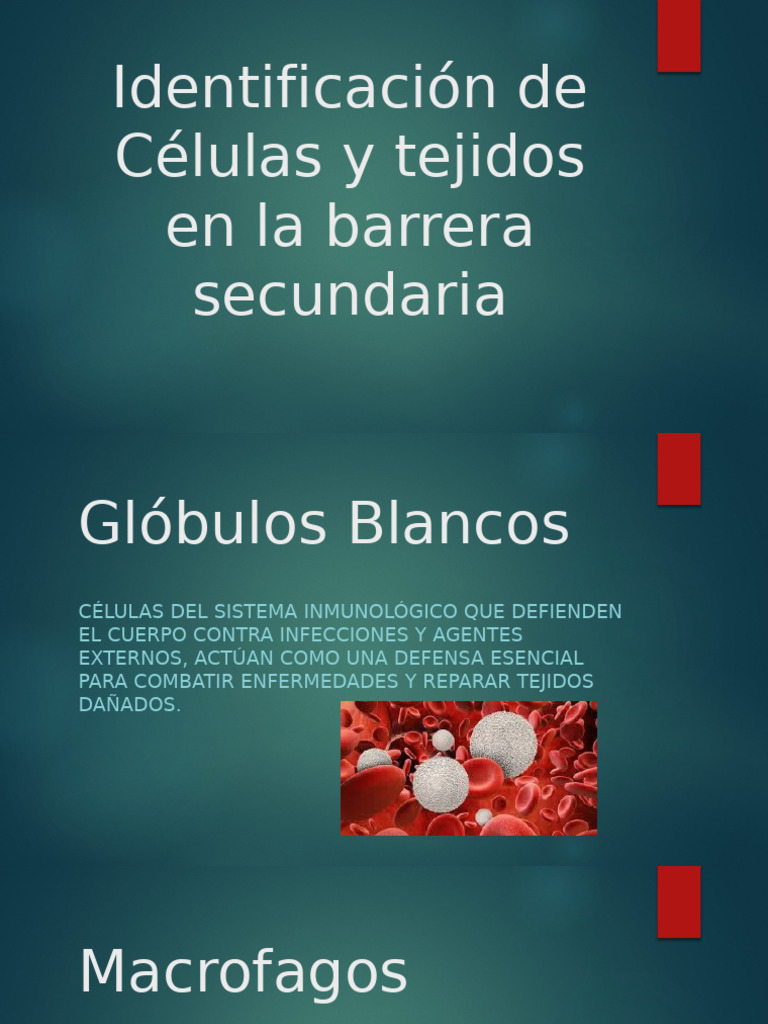 Identificación de Células y Tejidos en La Barrera | PDF
