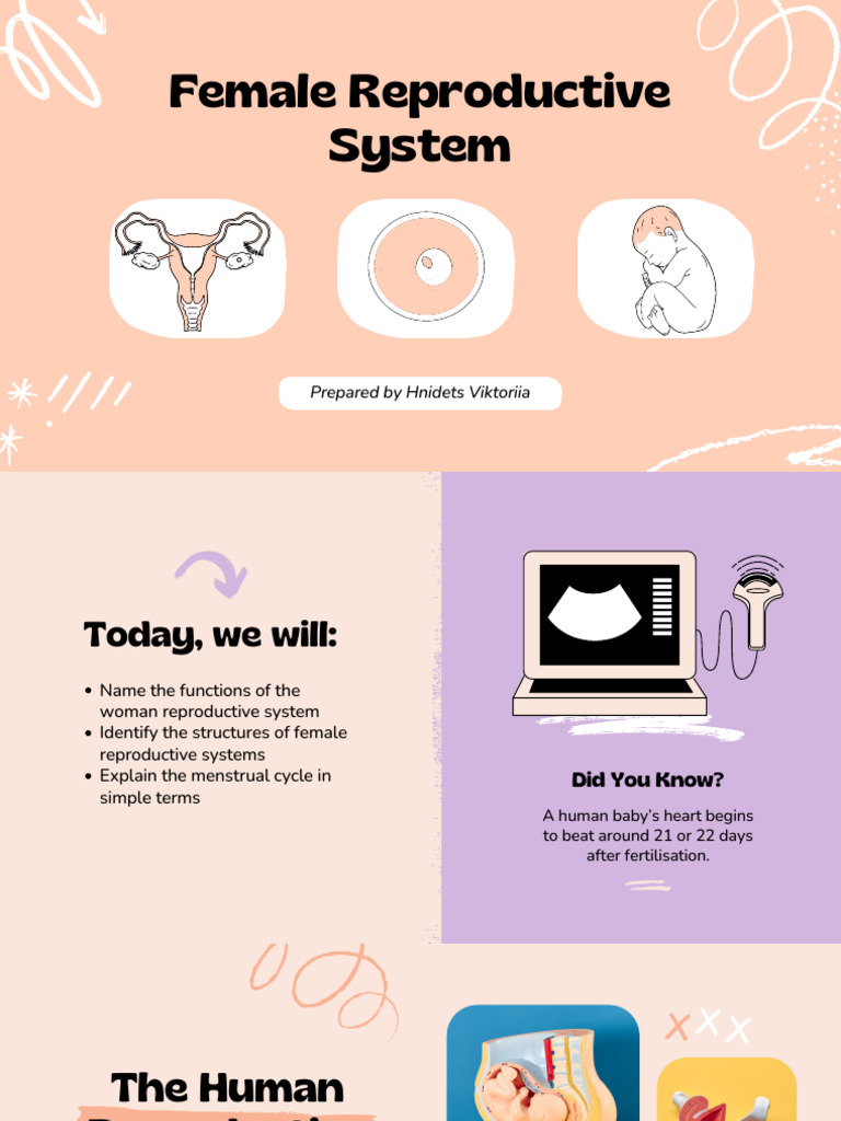 Female reproductive system | PDF | Menstrual Cycle | Reproductive System