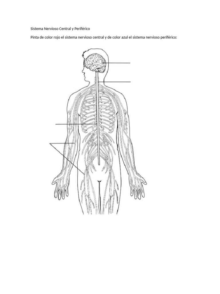 Actividad Pintar SNC y SNP | PDF