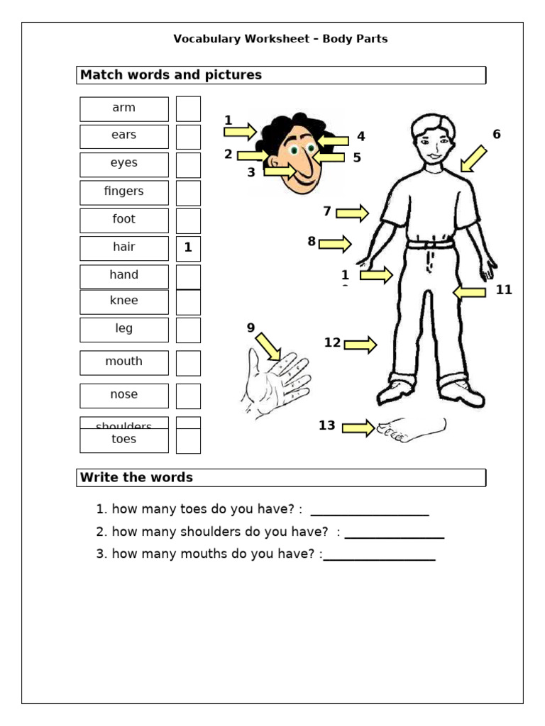 Body Parts Vocabulary Worksheet | PDF