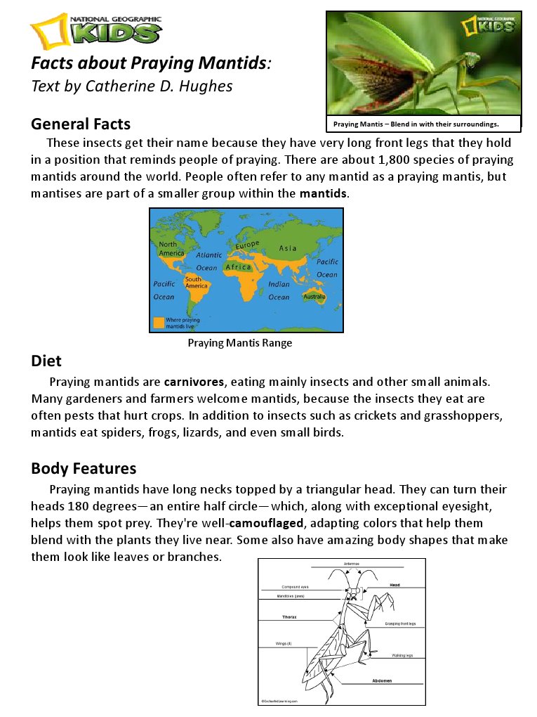 Praying Mantids: Facts and Features | PDF | Insects | Predation