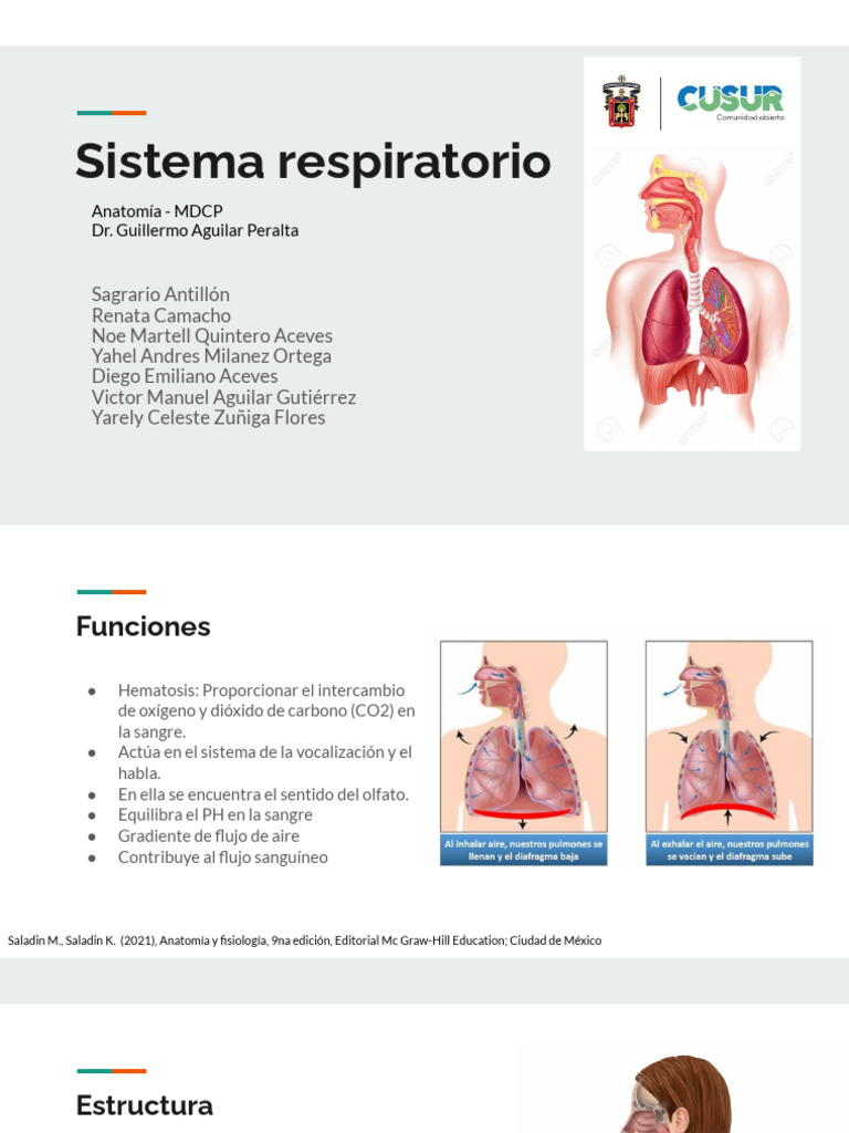 Sistema Respiratorio - Exposición Anatomía-2 | PDF | Nariz humana | Laringe