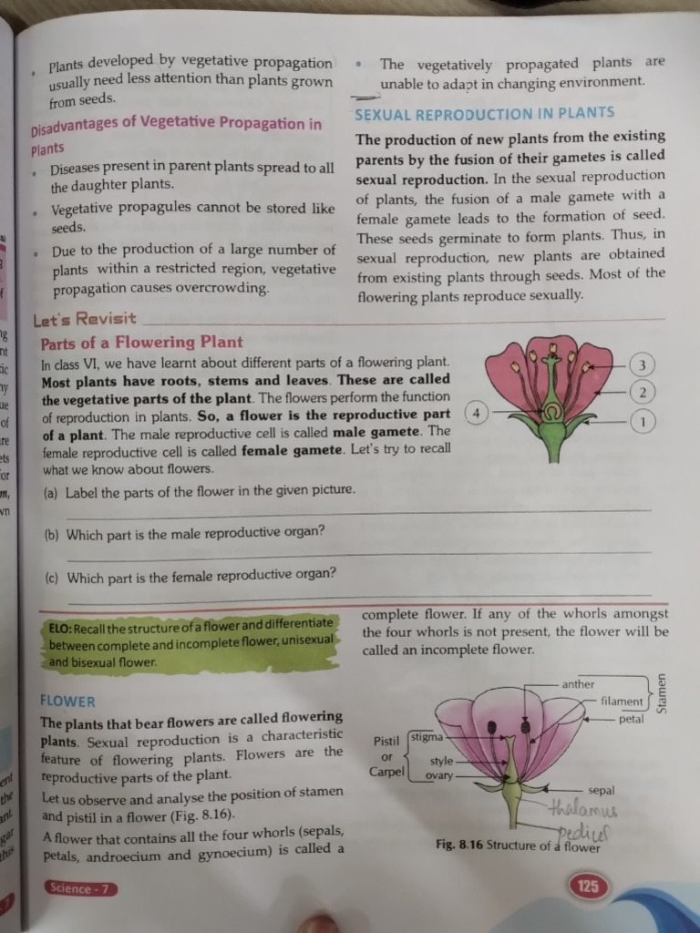 Reproduction in Plants For Grade 7 and 8 | PDF | Flowers | Pollination