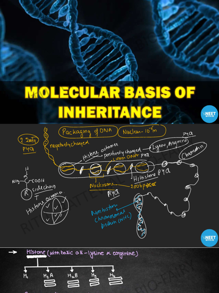 1707894194-NOTES Molecular Basis of Inharitance (Part-2) Com | PDF