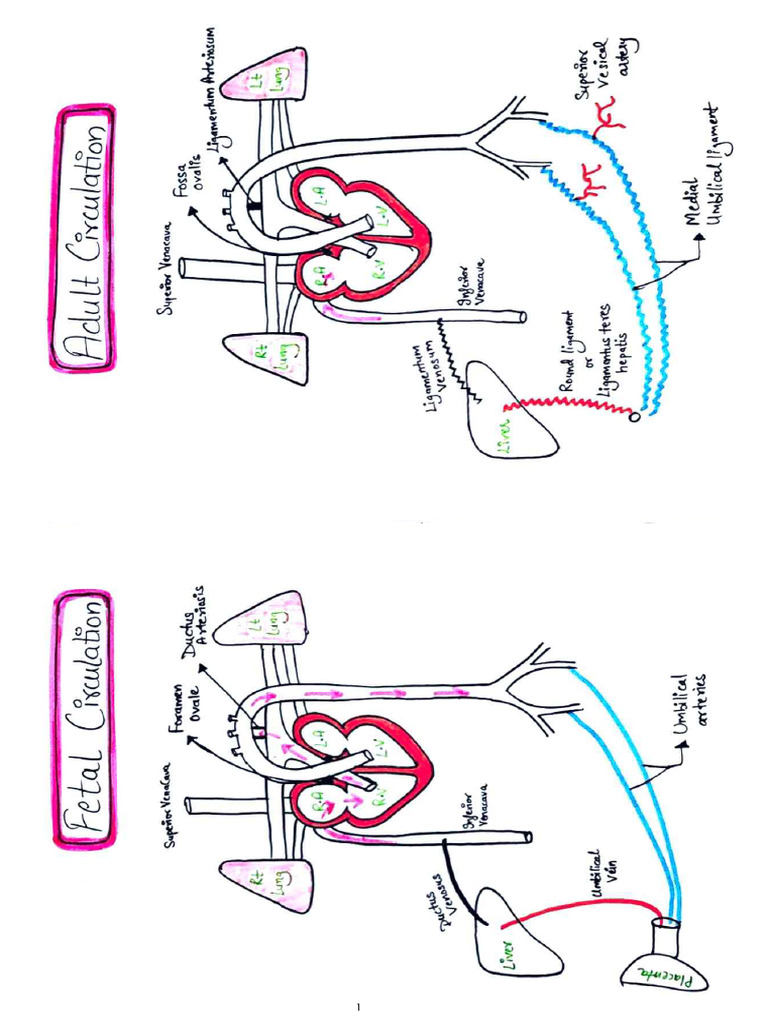Fetal and Adult Circulation | PDF
