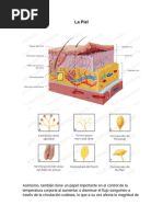 Células de Merkel: Función y Estructura | PDF | Anatomía | Biología Celular