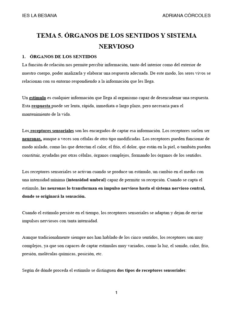 Órganos de los Sentidos y Sistema Nervioso | PDF | Sinapsis | Gusto