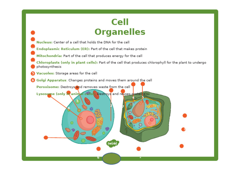 Essential Cell Organelles Explained | PDF
