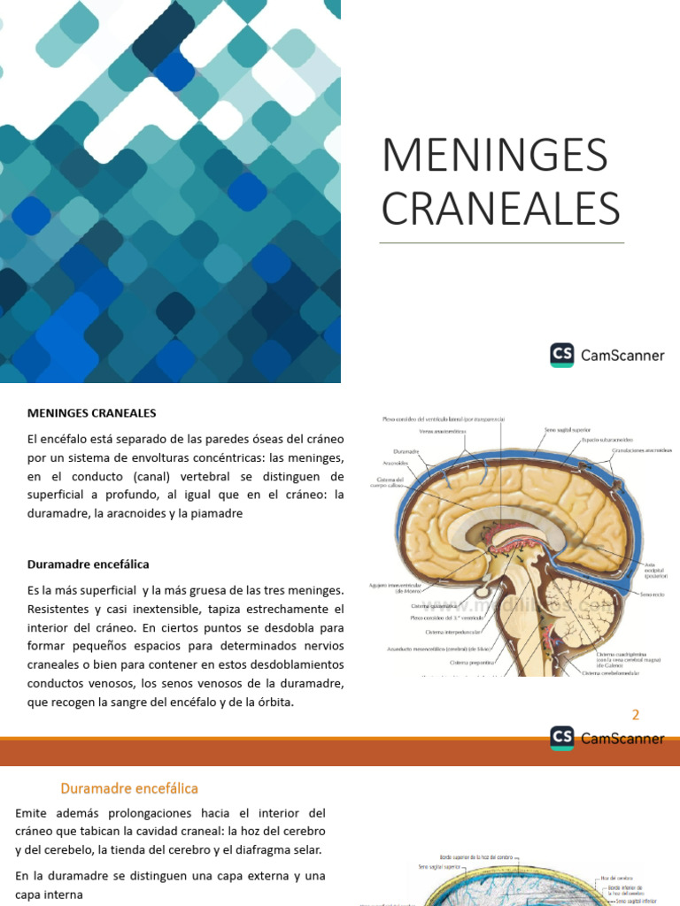 Estructura y Función de las Meninges Craniales | PDF | Cerebelo | Cráneo
