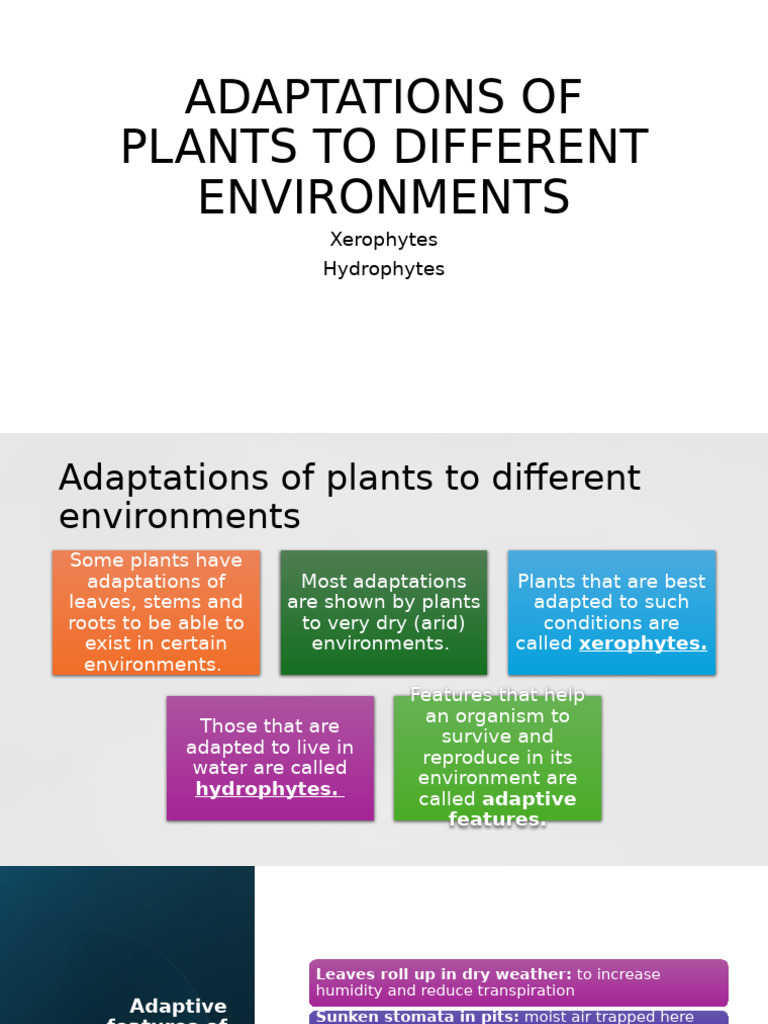 Adaptations of Plants Slide | PDF | Stoma | Leaf