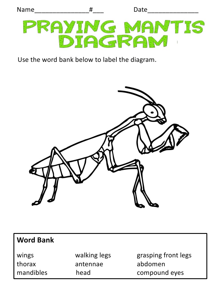 Diagram of A Praying Mantis | PDF | Hexapoda | Organisms