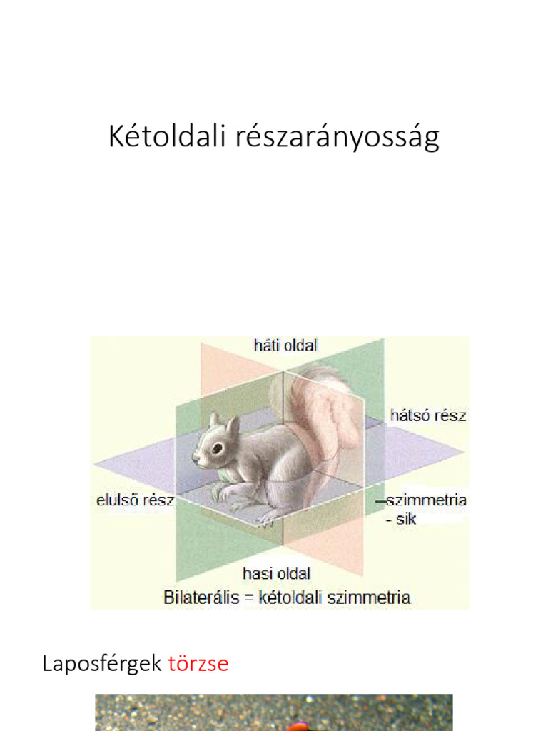 Kétoldali részarányosság, férgek | PDF