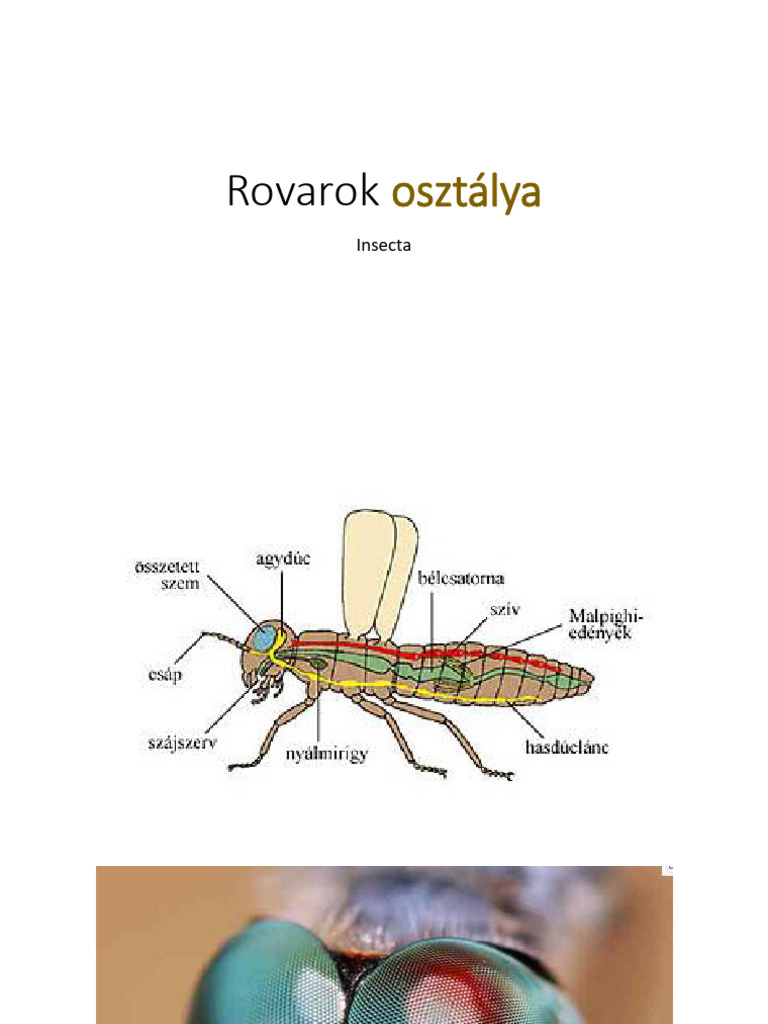 Rovarok Osztálya | PDF
