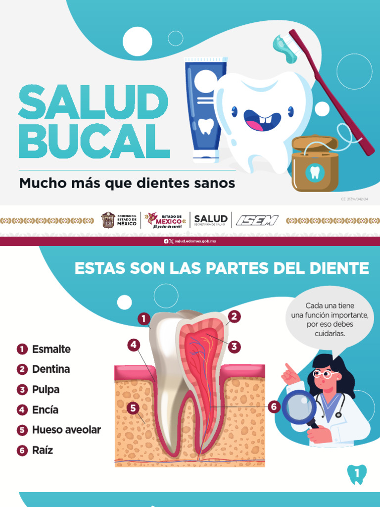 Rotafolio Salud Bucal | PDF | Diente humano | Diente