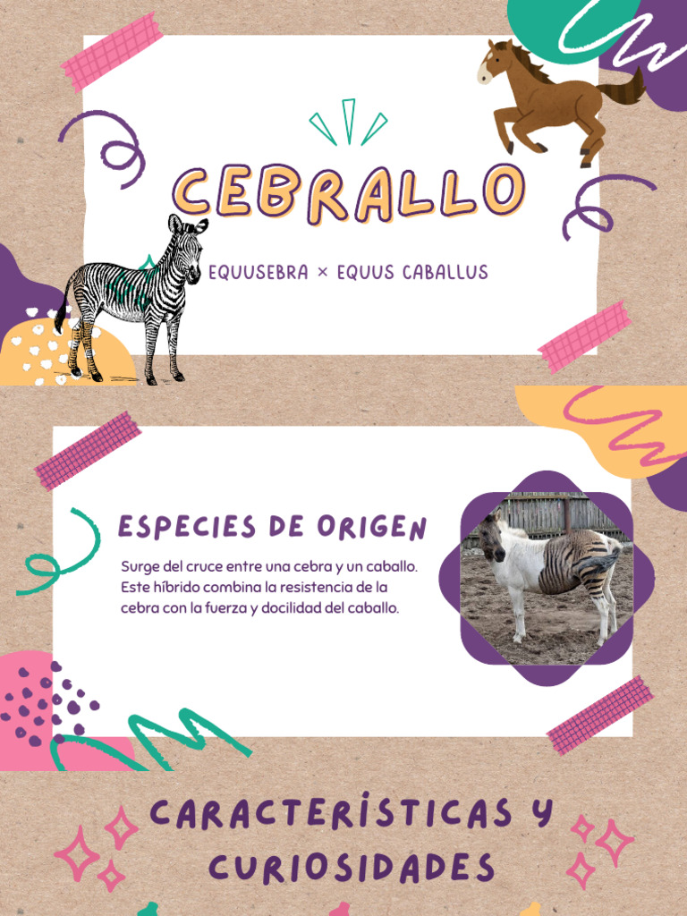 Cebrallo: Híbrido de Cebra y Caballo | PDF