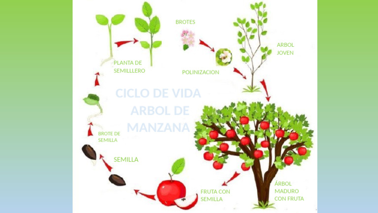 Ciclo de Vida del Manzano en Español | PDF