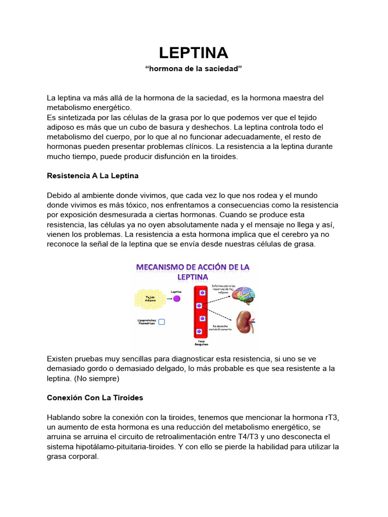 La Leptina | PDF | Leptina | Tejido adiposo