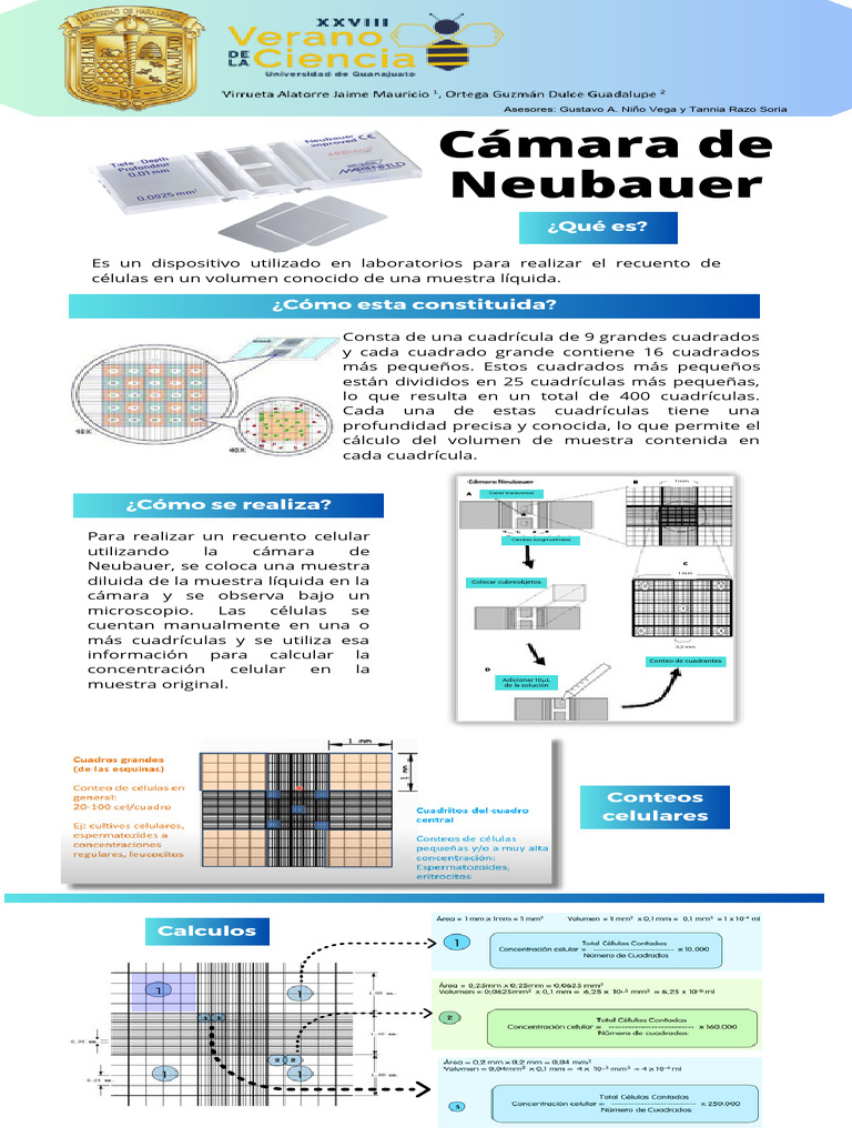 Uso y cálculo en cámara de Neubauer | PDF