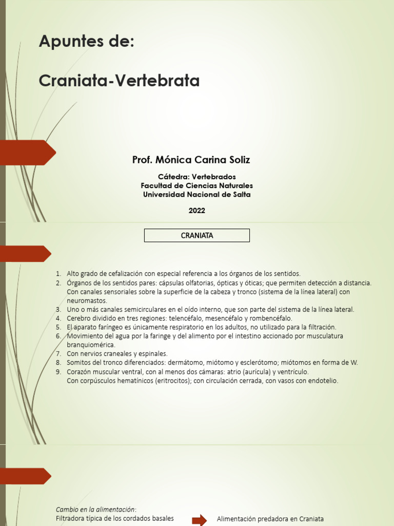CLASE 3 Craniata-Vertebrata | PDF | Sistema nervioso | Hueso