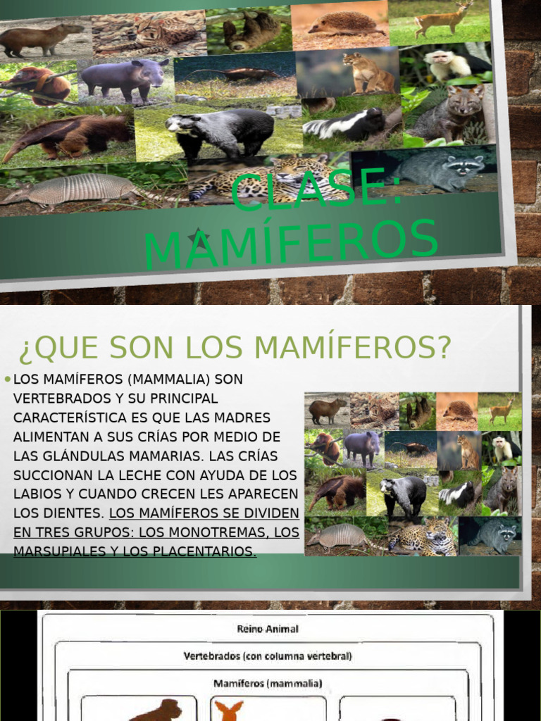 Clase Mamíferos | PDF | Mamíferos | Sistema circulatorio