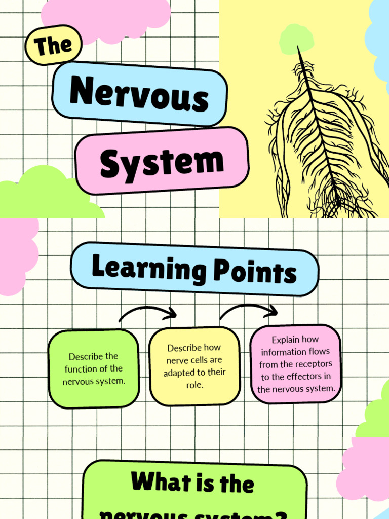 The Nervous System Biology Presentation Senior 5 | PDF | Stimulus ...