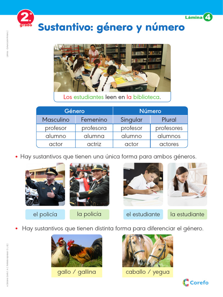 LÁMINA - El Sustantivo Género y Número | PDF
