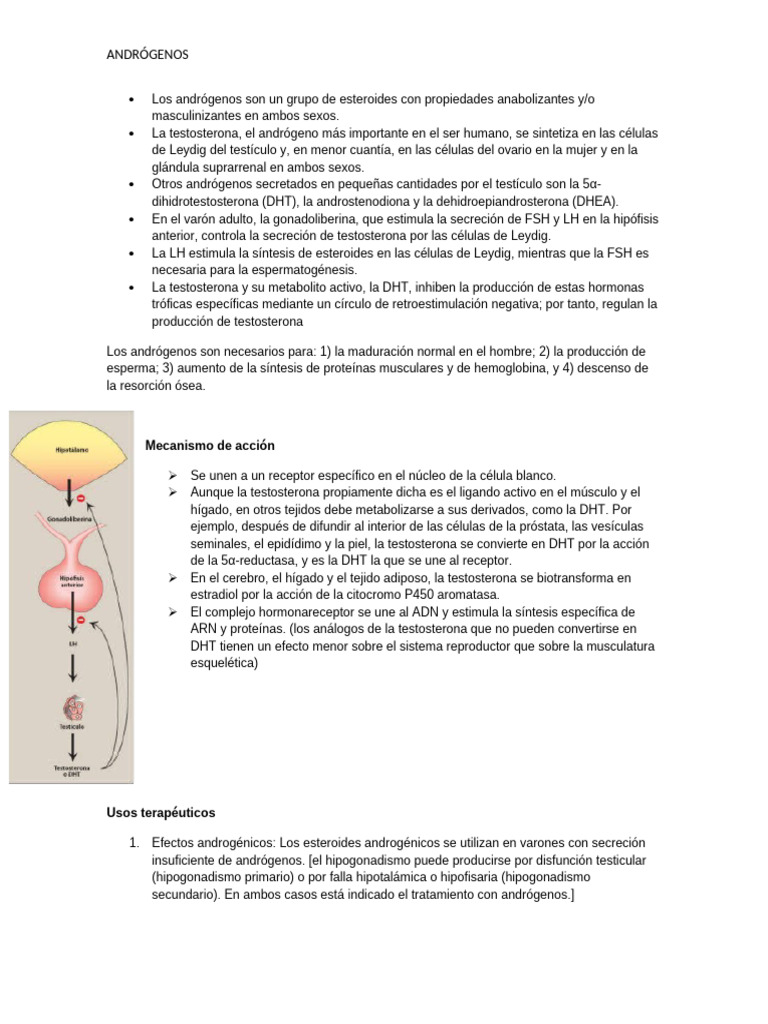 ANDRÓGENOS | PDF | Testosterona | Andrógino